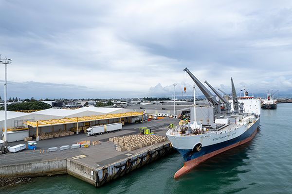 Mice Infestation Delays Europe's First Kiwi Shipment of the Year